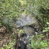 Cossey Massey Loop Track, Auckland, New Zealand - 681 Reviews, Map ...