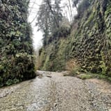 Fern Canyon Loop, California - 3,170 Reviews, Map | AllTrails