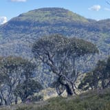 Mount Clear, Victoria, Australia - 5 Reviews, Map | AllTrails
