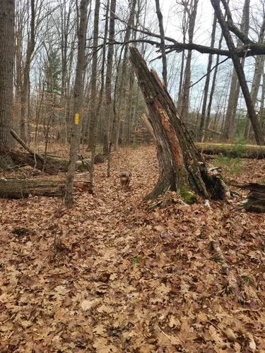 Best Hikes and Trails in Logan Hill Nature Preserve | AllTrails