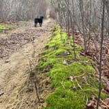 Flax Pond Loop, Massachusetts - 421 Reviews, Map | AllTrails