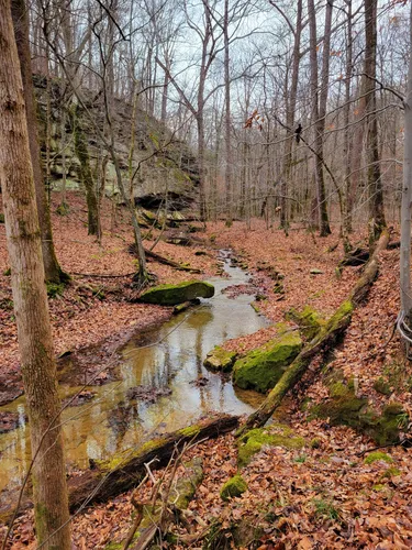 Best Forest Trails in Taswell | AllTrails