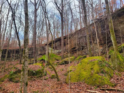 Best Forest Trails in Taswell | AllTrails