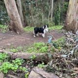 Mount Sutro Loop, California - 2,249 Reviews, Map | AllTrails