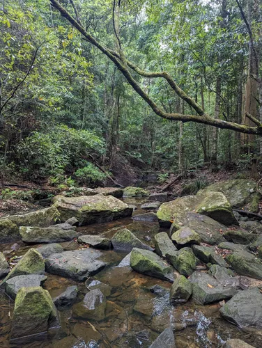 Best Trail Running Trails in Strickland State Forest | AllTrails
