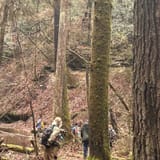 Koomer Ridge Trail, Kentucky - 559 Reviews, Map | AllTrails