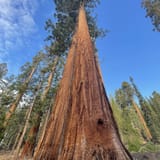 Mariposa Grove of Giant Sequoias Trail, California - 2,719 Reviews, Map ...
