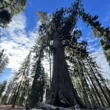 Mariposa Grove of Giant Sequoias Trail, California - 2,719 Reviews, Map ...