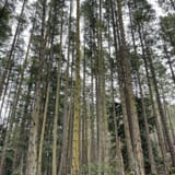 Bell Point Loop Trail, Washington - 413 Reviews, Map | AllTrails