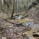 Koomer Ridge Trail, Kentucky - 635 Reviews, Map | AllTrails