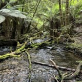 Junee Cave Track, Tasmania, Australia - 98 Reviews, Map | AllTrails