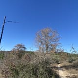 Lost Pines Trail, Texas - 651 Reviews, Map | AllTrails