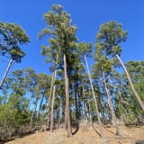 Lost Pines Trail, Texas - 651 Reviews, Map | AllTrails