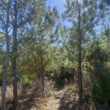 Lost Pines Trail, Texas - 651 Reviews, Map | AllTrails