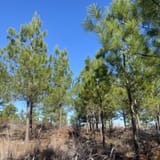 Lost Pines Trail, Texas - 651 Reviews, Map | AllTrails