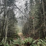 Gray Wolf Trail, Washington - 501 Reviews, Map | AllTrails
