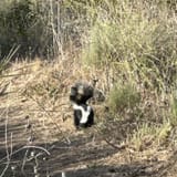 Corral Canyon Loop, California - 1,615 Reviews, Map | AllTrails