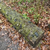 Boulder Field Trail, Pennsylvania - 1,094 Reviews, Map | AllTrails