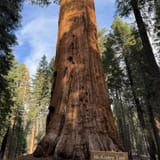 Congress Trail, California - 2,699 Reviews, Map | AllTrails
