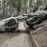 Congress Trail, California - 2,699 Reviews, Map | AllTrails