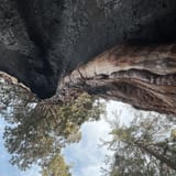 Congress Trail, California - 2,699 Reviews, Map | AllTrails