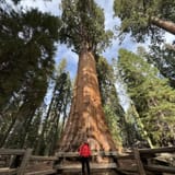 Congress Trail, California - 2,699 Reviews, Map | AllTrails