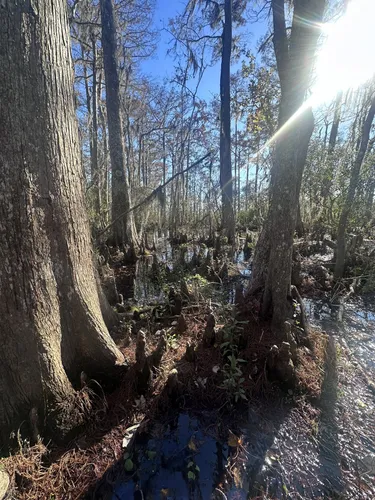 Best Hikes and Trails in Jean Lafitte National Historical Park and ...