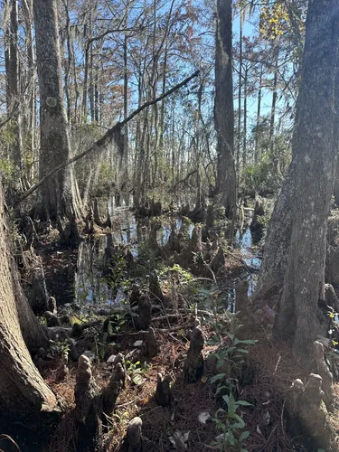 Best Hikes and Trails in Jean Lafitte National Historical Park and ...