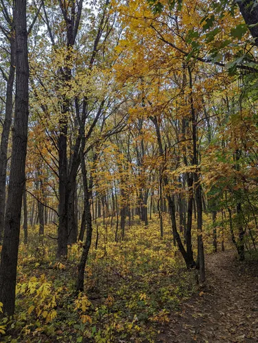 Best Hikes and Trails in Chipman Preserve | AllTrails
