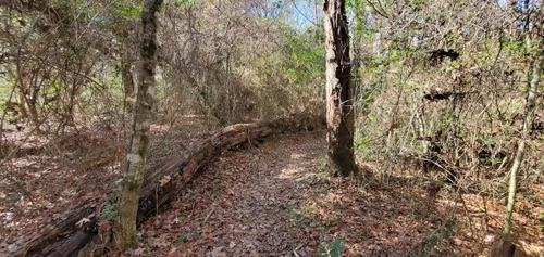 Best Hikes and Trails in Carl Barton Jr Park | AllTrails