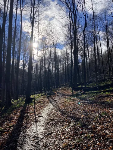 Best Hikes and Trails in Linn Run State Park | AllTrails