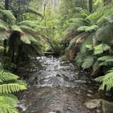 Coranderrk and Lyrebyrd Tracks, Victoria, Australia - 52 Reviews, Map ...