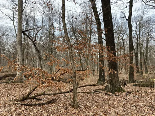 Best Hikes and Trails in Busse Forest Nature Preserve | AllTrails