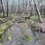 Trachyte Circuit, Queensland, Australia - 226 Reviews, Map | AllTrails