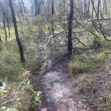 Trachyte Circuit, Queensland, Australia - 226 Reviews, Map | AllTrails