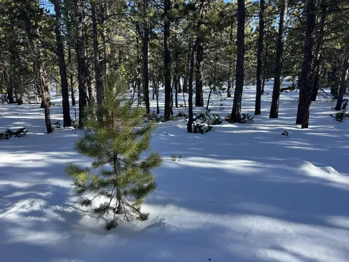 Best Hikes and Trails in Caribou Ranch Open Space | AllTrails
