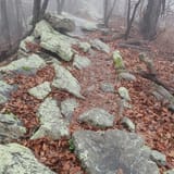 Peters Mountain Ridge via Appalachian Trail, Pennsylvania - 1,356 ...