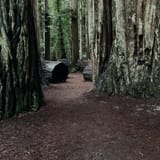 Stout Memorial Grove Trail, California - 2,379 Reviews, Map | AllTrails
