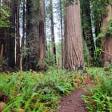 Tall Trees Grove Loop Trail, California - 2,045 Reviews, Map | AllTrails