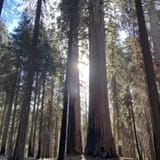 Muir Grove Trail, California - 376 Reviews, Map | AllTrails