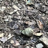 Reef Bay Trail, Saint John, US Virgin Islands - 916 Reviews, Map ...