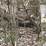 Reef Bay Trail, Saint John, US Virgin Islands - 916 Reviews, Map ...