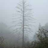Goodspeed-Nattkemper Trail to Mount Hood Peak and Gunsight Lookout ...