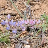 Altadena Crest Trail, California - 662 Reviews, Map | AllTrails