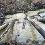 Torreya Challenge, Florida - 234 Reviews, Map | AllTrails