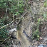 Torreya Challenge, Florida - 234 Reviews, Map | AllTrails