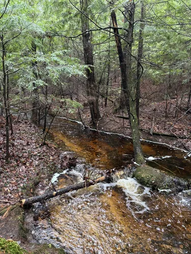 Best Forest Trails in Epsom | AllTrails