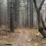 Loree Forest Loop, Ontario, Canada - 1,290 Reviews, Map | AllTrails