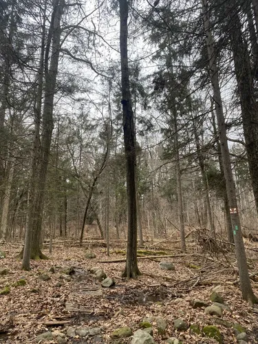 Best Hikes and Trails in Blauvelt State Park | AllTrails