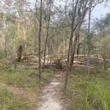 Trachyte Circuit, Queensland, Australia - 226 Reviews, Map | AllTrails